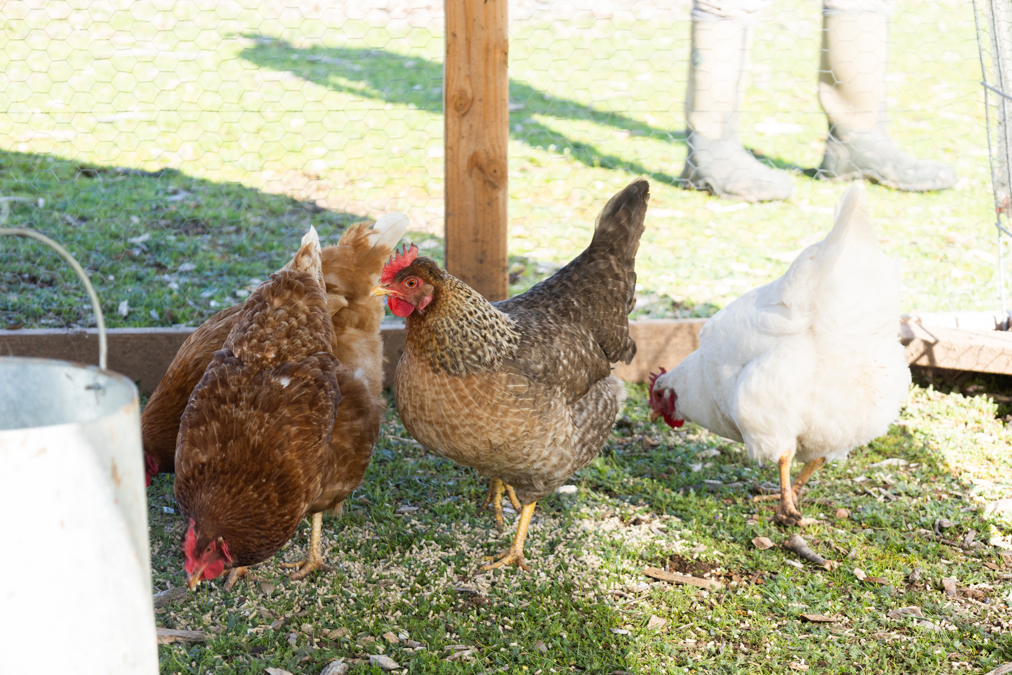 How To Build A Hoop Chicken Coop Grey And Brianna